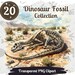 Watercolor Dinosaur Fossil Clipart: Jurassic PNG Bundle (digital ...