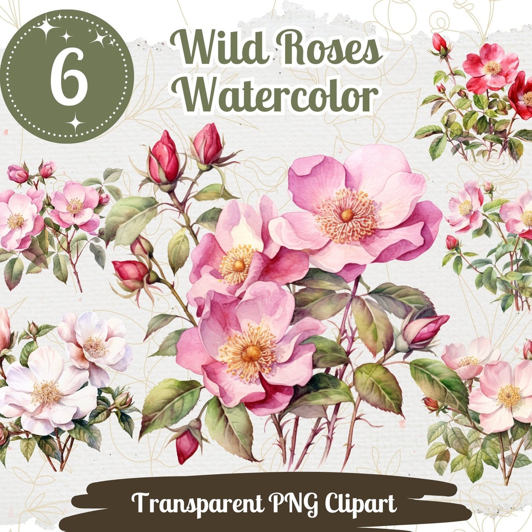 Wild Rose Watercolor Clipart 6 PNG Bundle Floral Watercolor ...