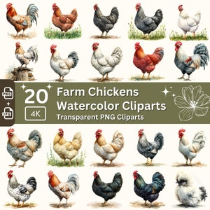 Farm Chickens Cliparts 20 PNG Bundle Watercolor Chicken Breed Graphics ...