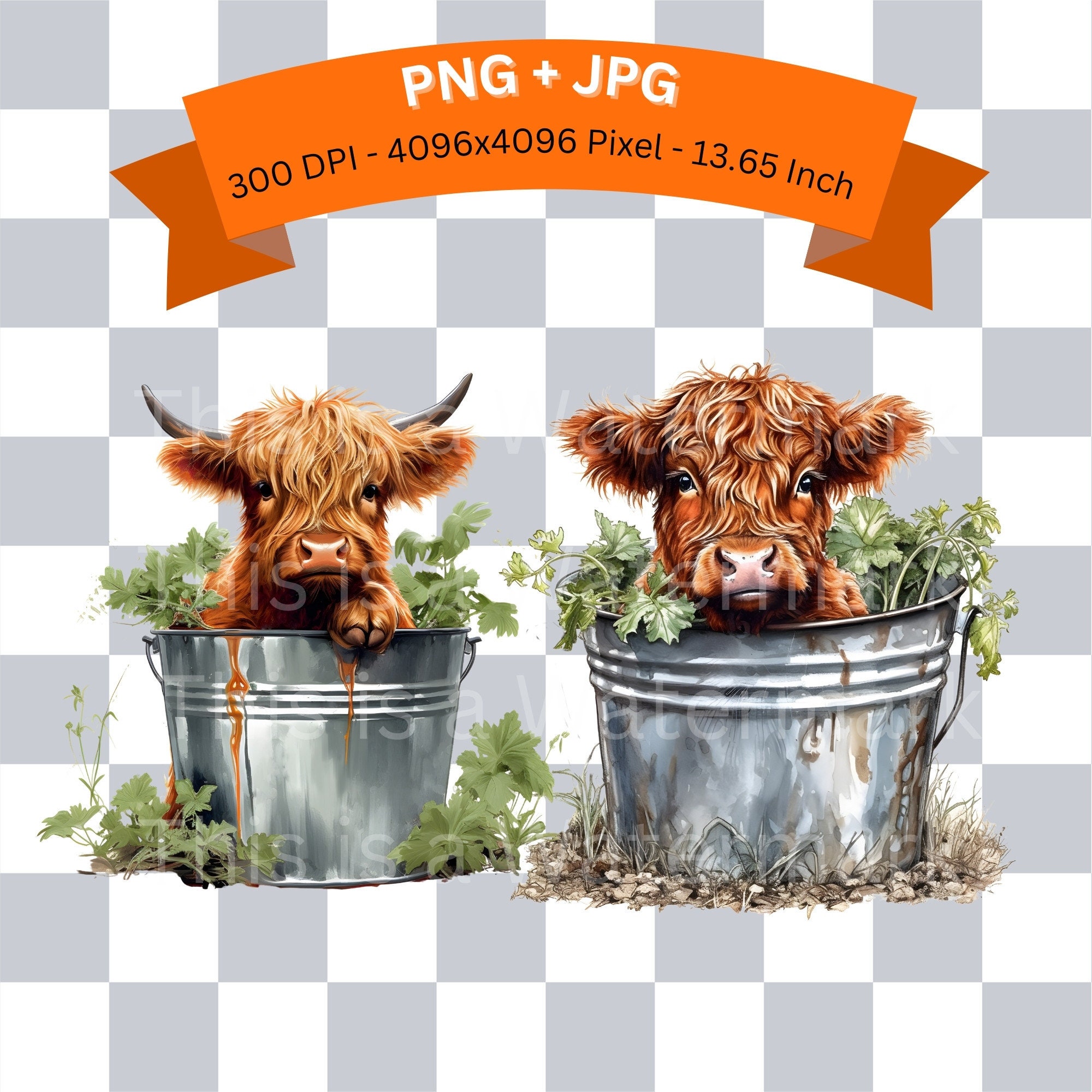 Highland Cows in Metal Bucket PNG Bundle for Sublimation & - Etsy