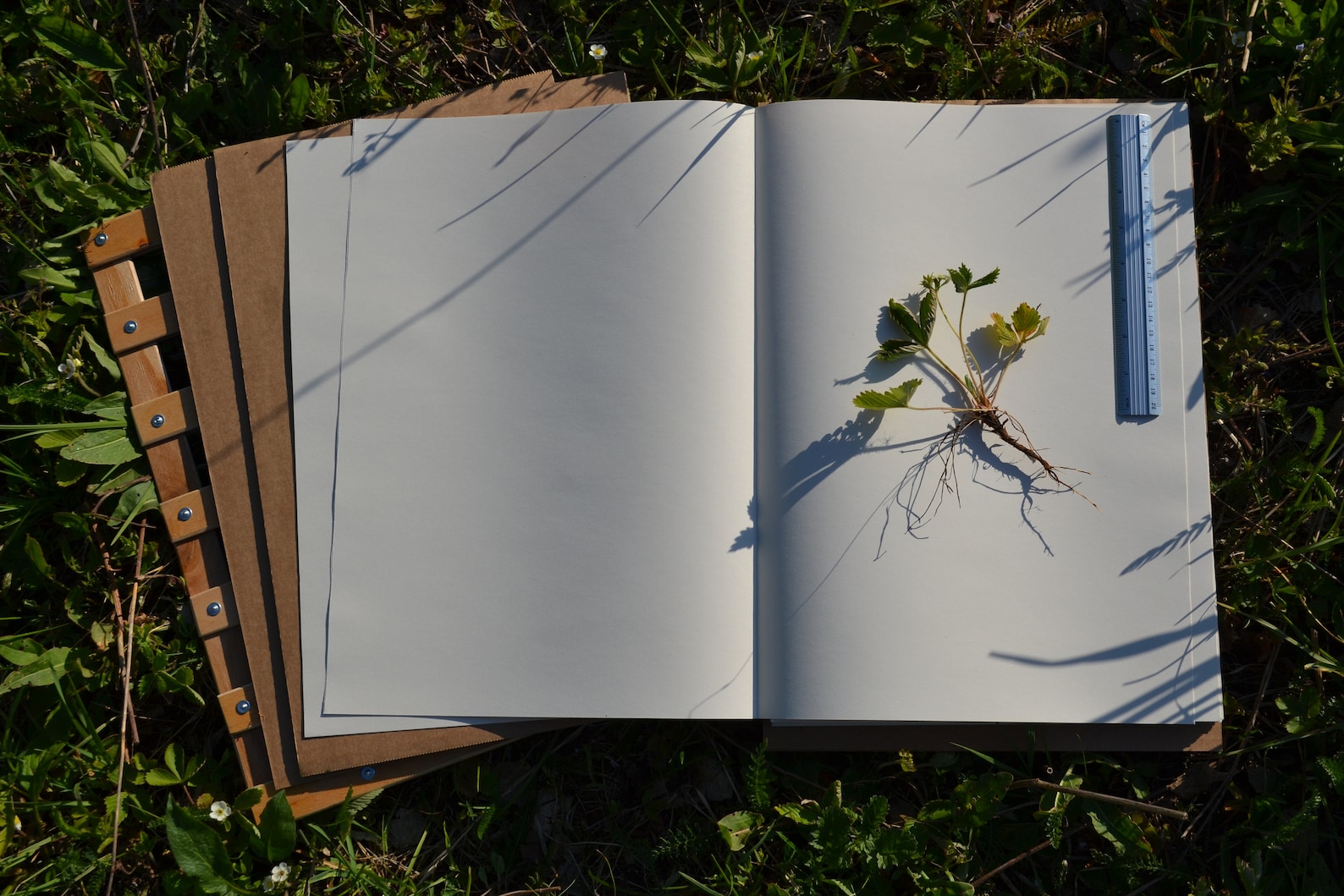 Large A3 Professional Plant Press Kit 12" X 18" for Field Botanists - Etsy