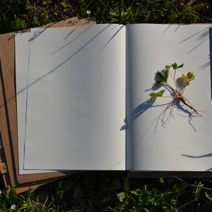 Large A3 Professional Plant Press Kit 12" X 18" for Field Botanists - Etsy