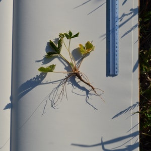 Large A3 Professional Plant Press Kit 12" X 18" for Field Botanists - Etsy