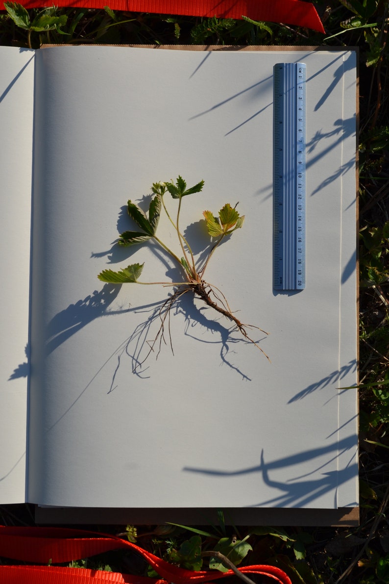 Large A3 Professional Plant Press Kit 12" X 18" for Field Botanists - Etsy