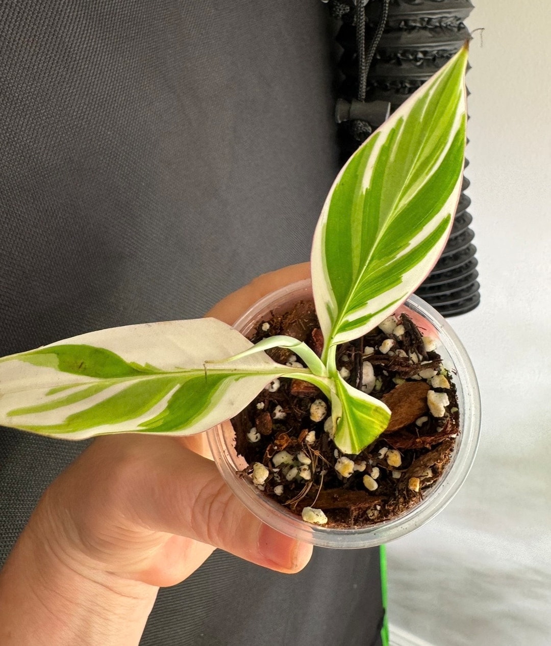 Musa Florida Variegated / Banana Tree /acclimated Plant / FREE SHIPPING ...