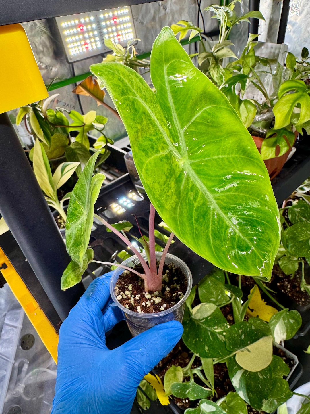Alocasia Pink Dragon Aurea #. Exact Plant/ 3 Inch Pot/ No International ...