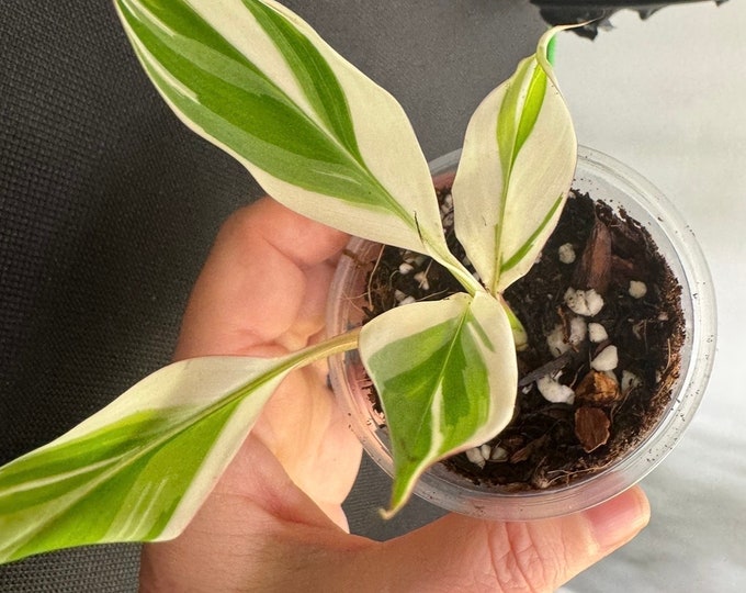 Musa Florida Variegated / Banana Tree /acclimated Plant / FREE SHIPPING ...