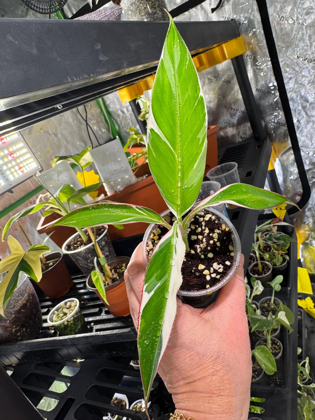 Musa Florida Banana Plant Variegared / Exact Plant /free Shipping #6/no ...