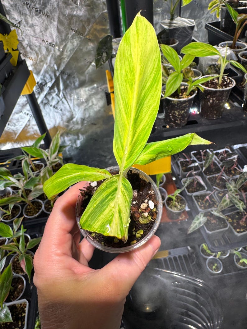 Musa Yellow Banana Started Plant / Musa Aurea / Exact Plant / #11 No ...