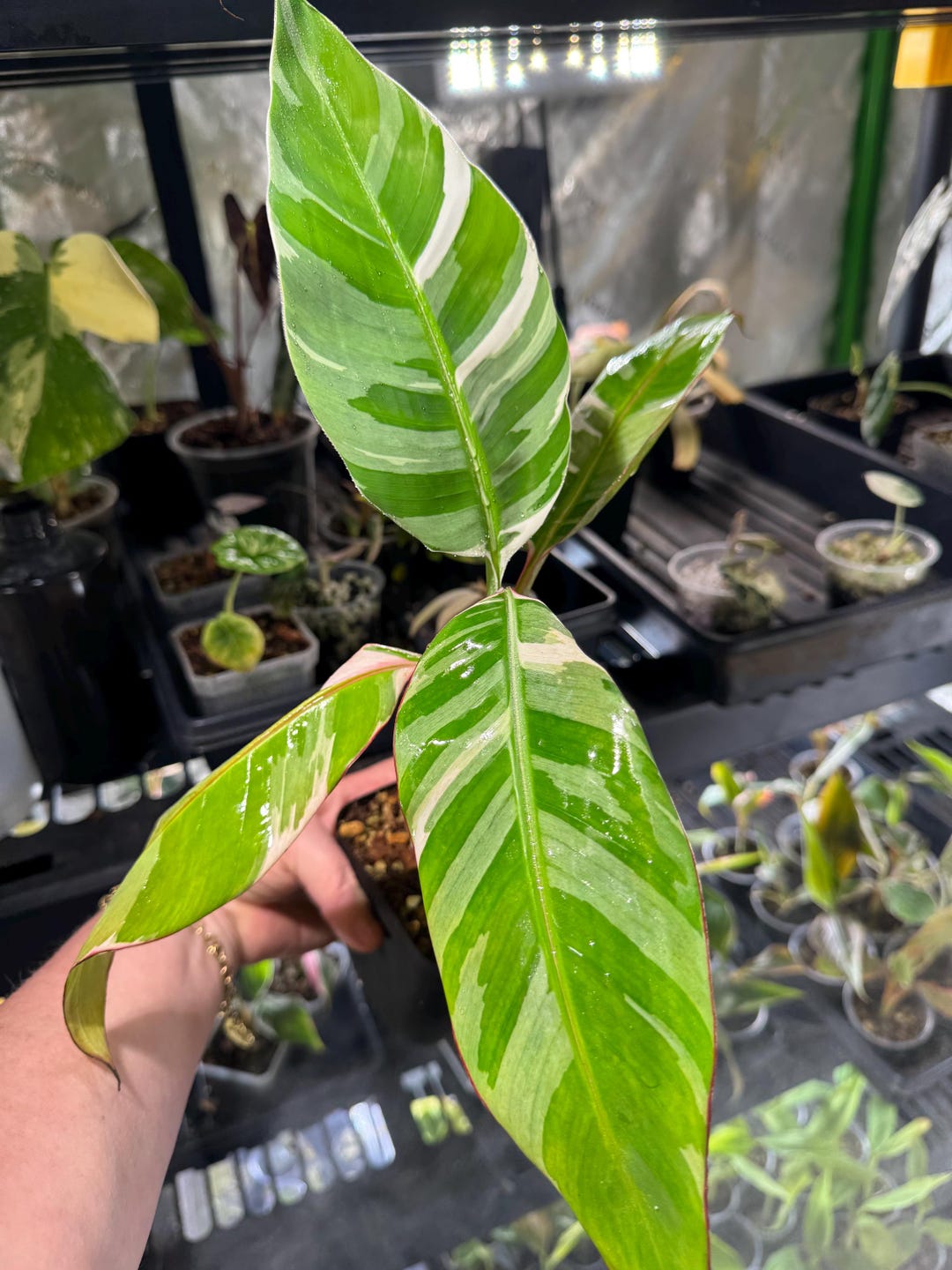 Musa Florida Banana Plant Variegared / Exact Plant / #10 No ...