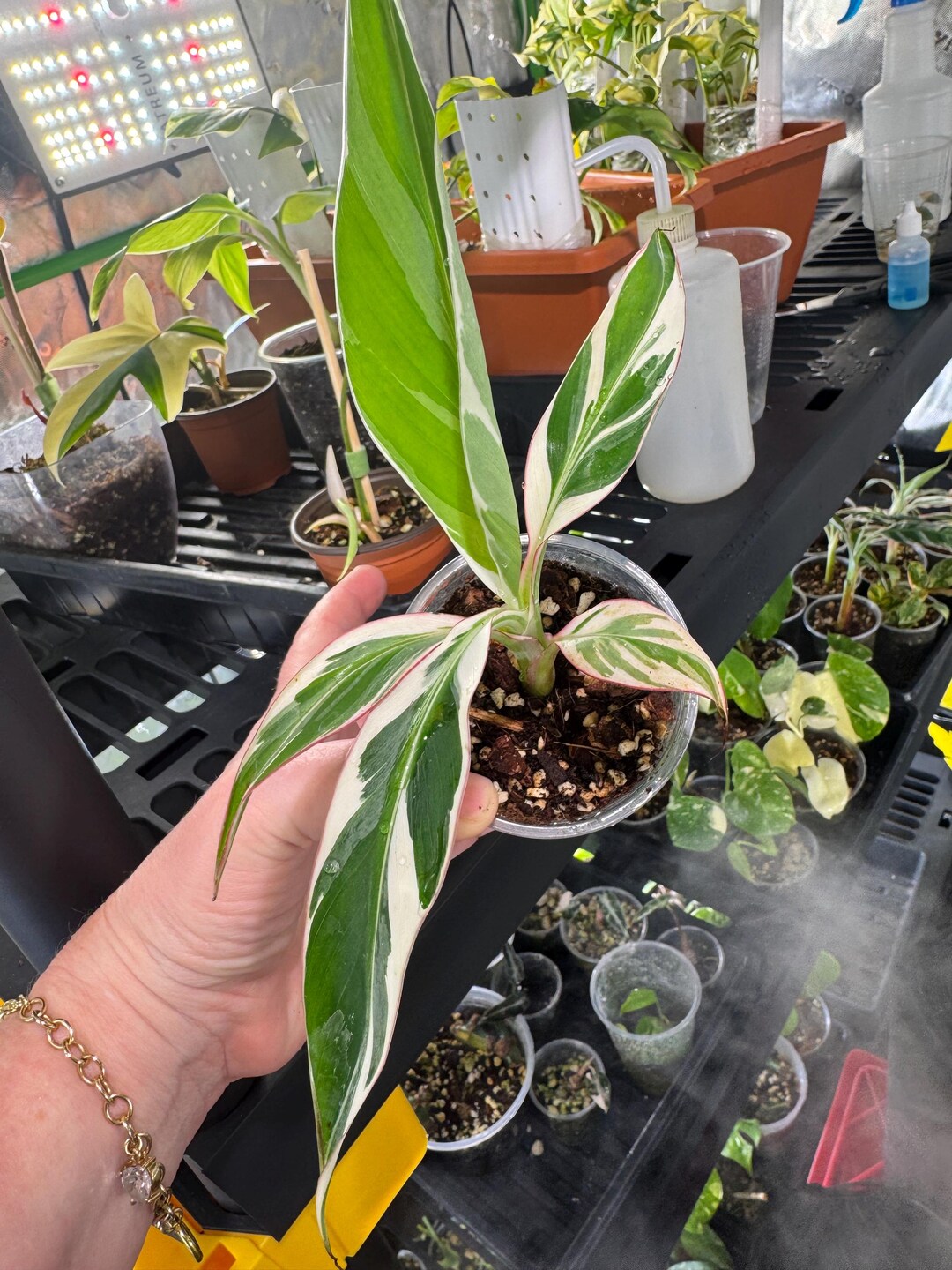 Musa Florida Banana Plant Variegared / Exact Plant /free Shipping #4/no ...