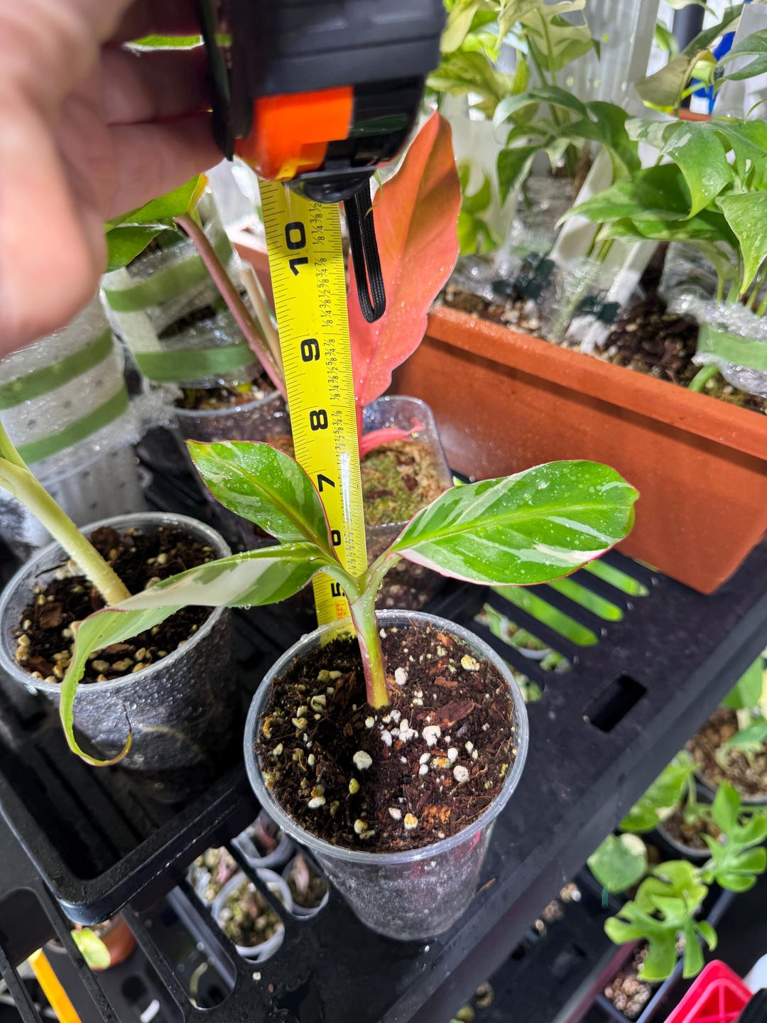 Musa Florida Banana Plant Variegared / Exact Plant /free Shipping #3 ...