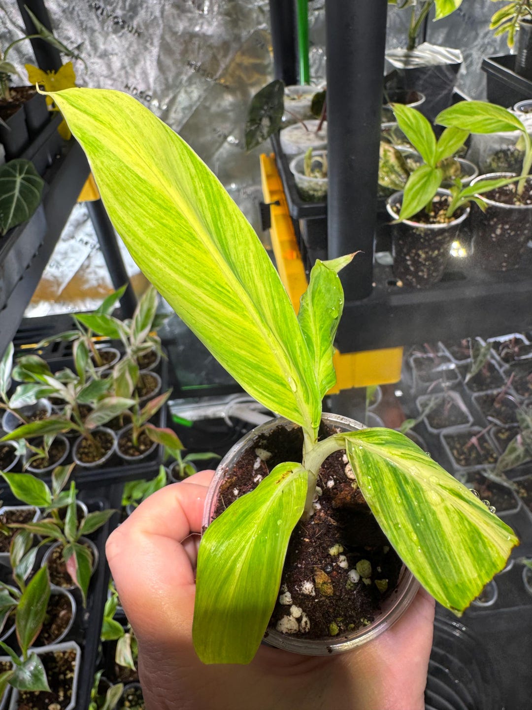 Musa Yellow Banana Started Plant / Musa Aurea / Exact Plant / #11 No ...