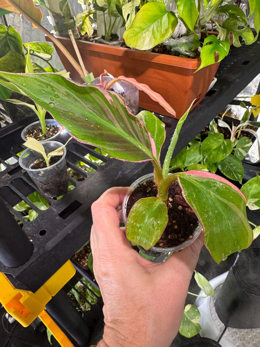 Musa Nono Pink Started Plant / Exact Plant / # No International ...