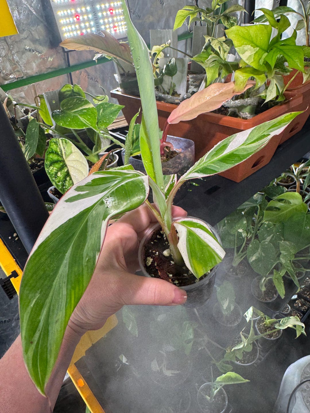 Musa Florida Banana Plant Variegared / Exact Plant /free Shipping #16 ...