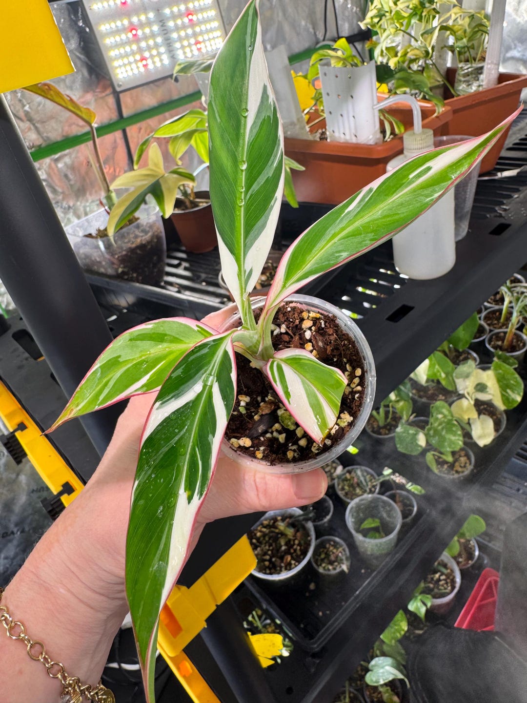 Musa Florida Banana Plant Variegared / Exact Plant /free Shipping #5/no ...