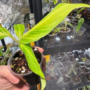 Musa Yellow Banana Started Plant / Musa Aurea / Exact Plant / #11 No ...