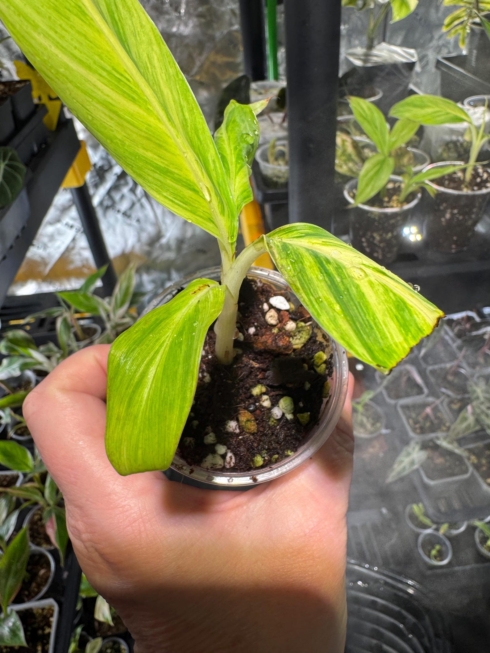 Musa Yellow Banana Started Plant / Musa Aurea / Exact Plant / #11 No ...
