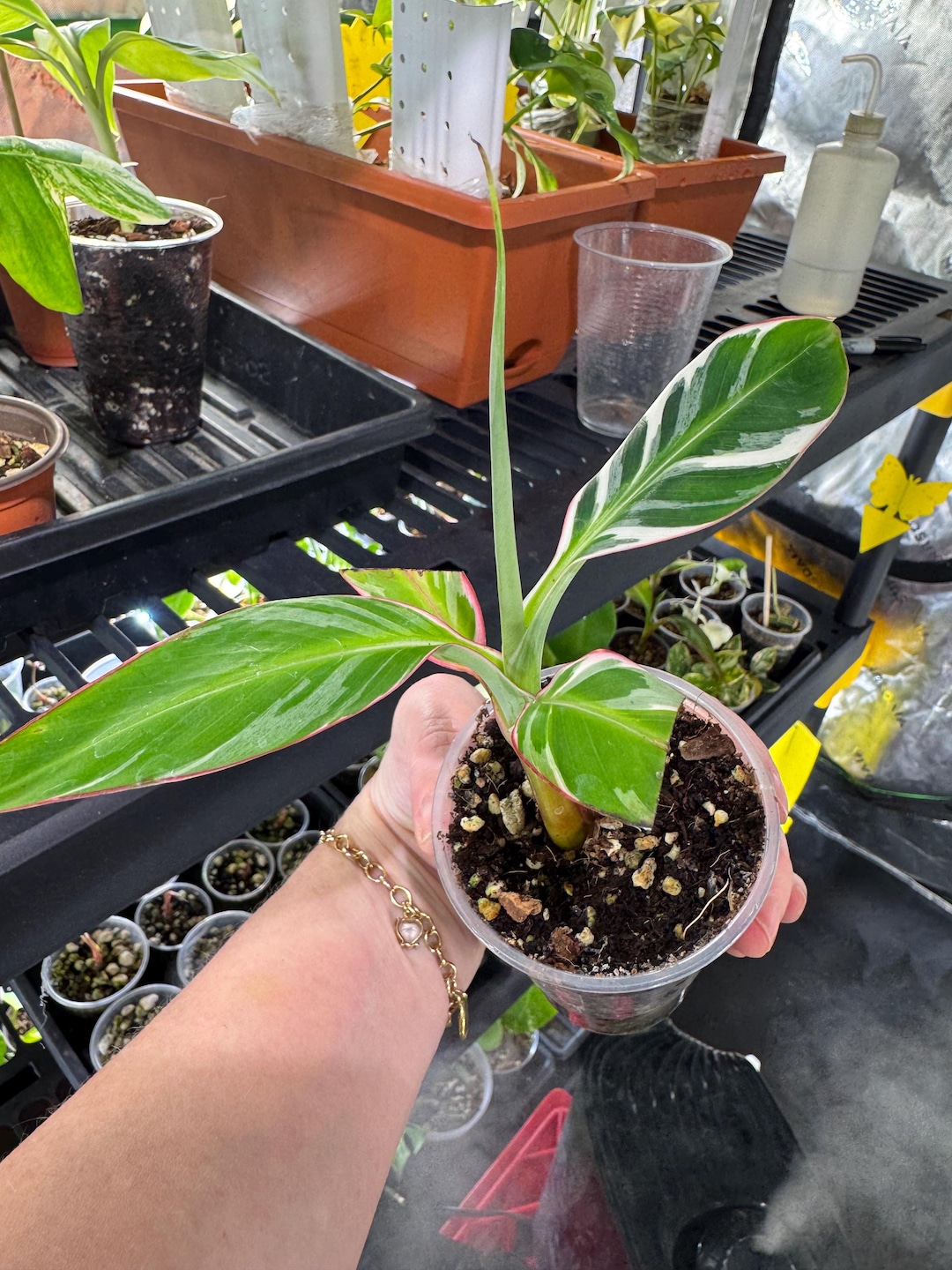 Musa Florida Banana Plant Variegared / Exact Plant /free Shipping #1 ...