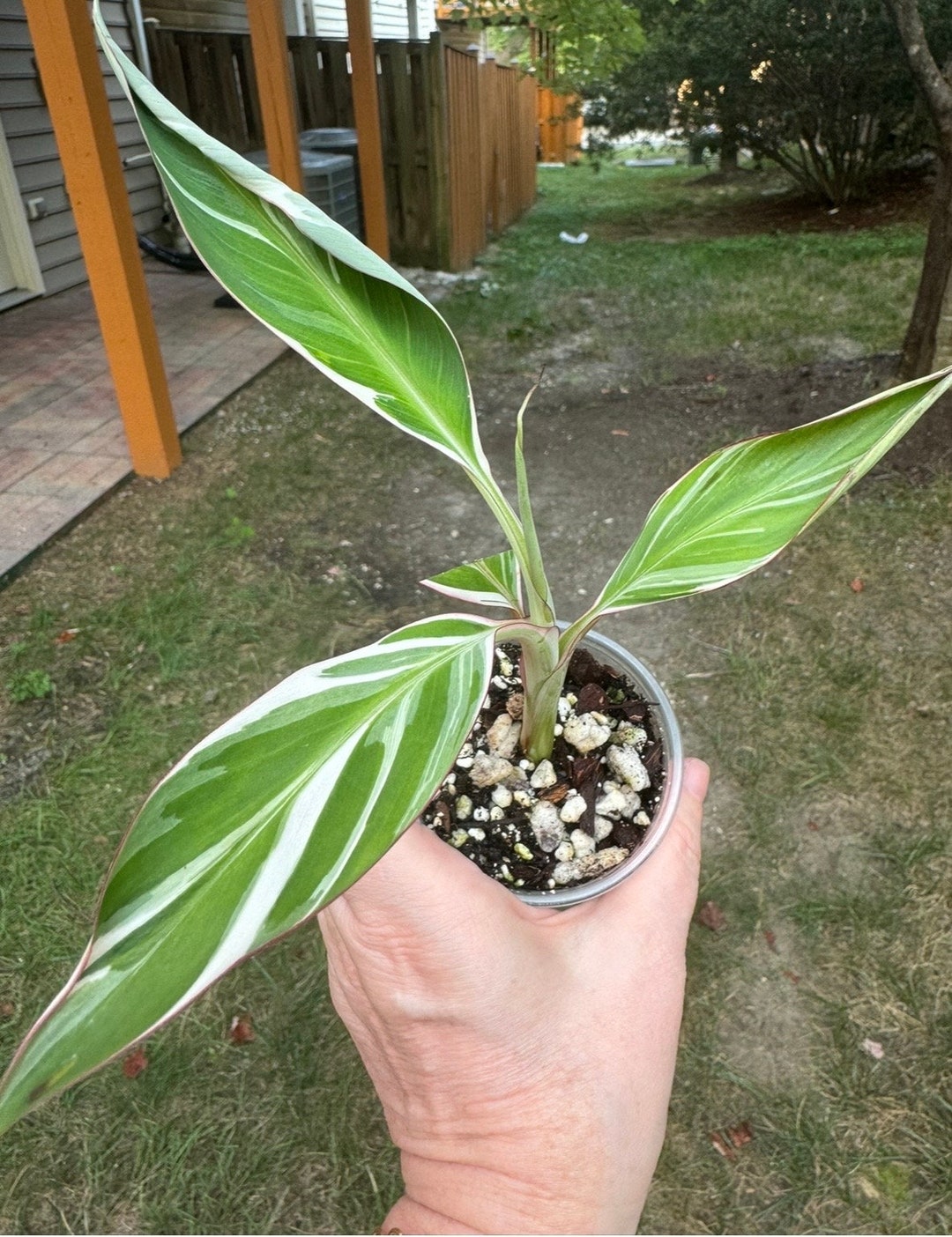 Musa Florida Banana Variegared / Exact Plant /free Shipping 22 - Etsy