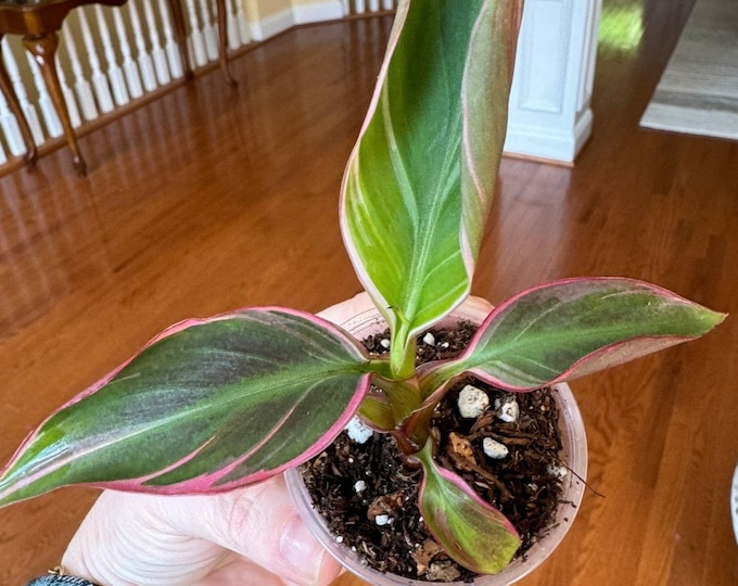 Musa Nono Pink Variegated / Banana Tree /acclimated Plant / FREE ...
