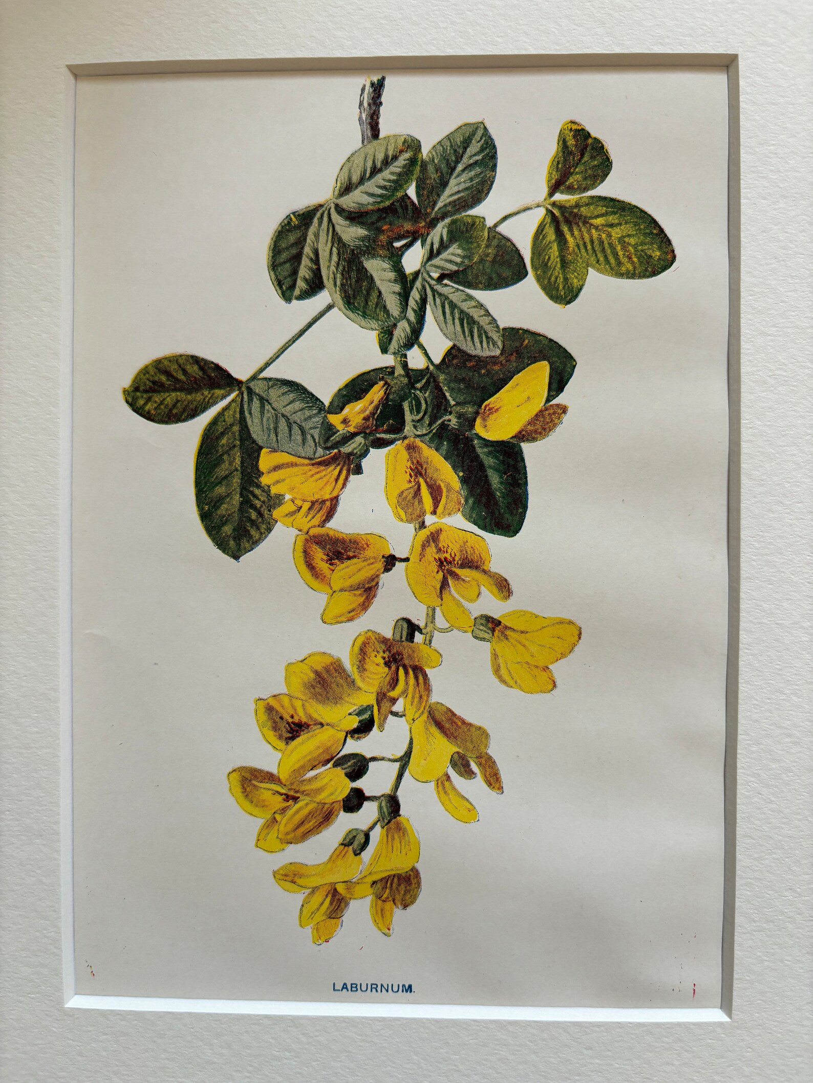 Laburnum - Vintage English Flower Original Lithograph (circa 1890) With ...
