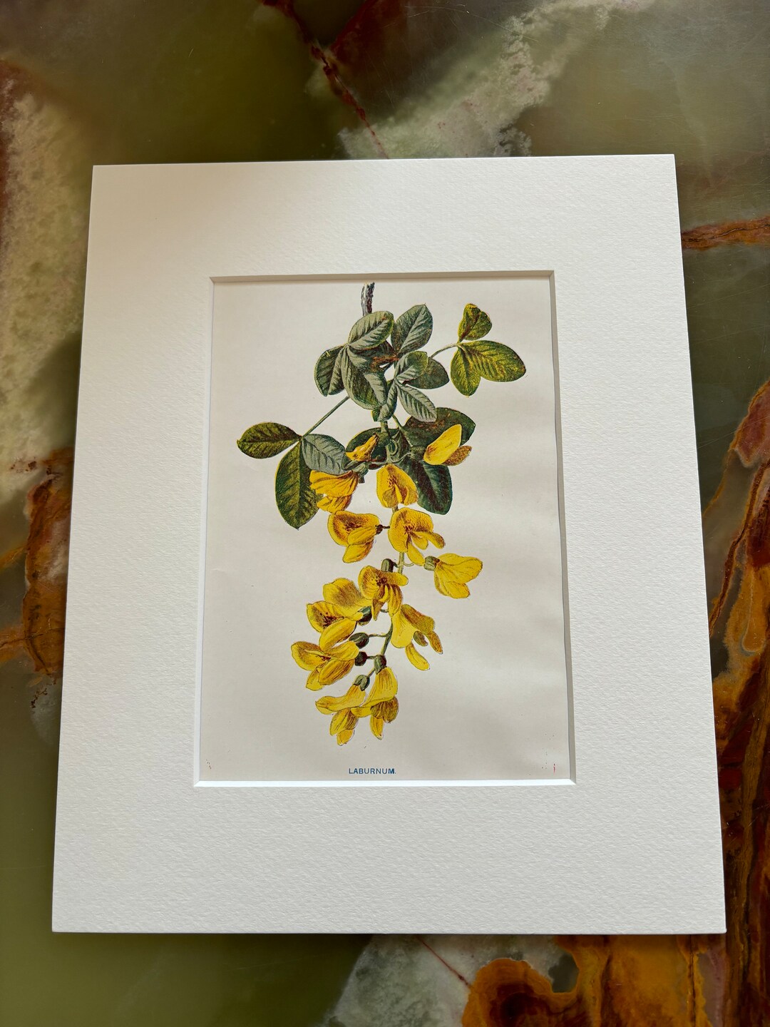 Laburnum - Vintage English Flower Original Lithograph (circa 1890) With ...