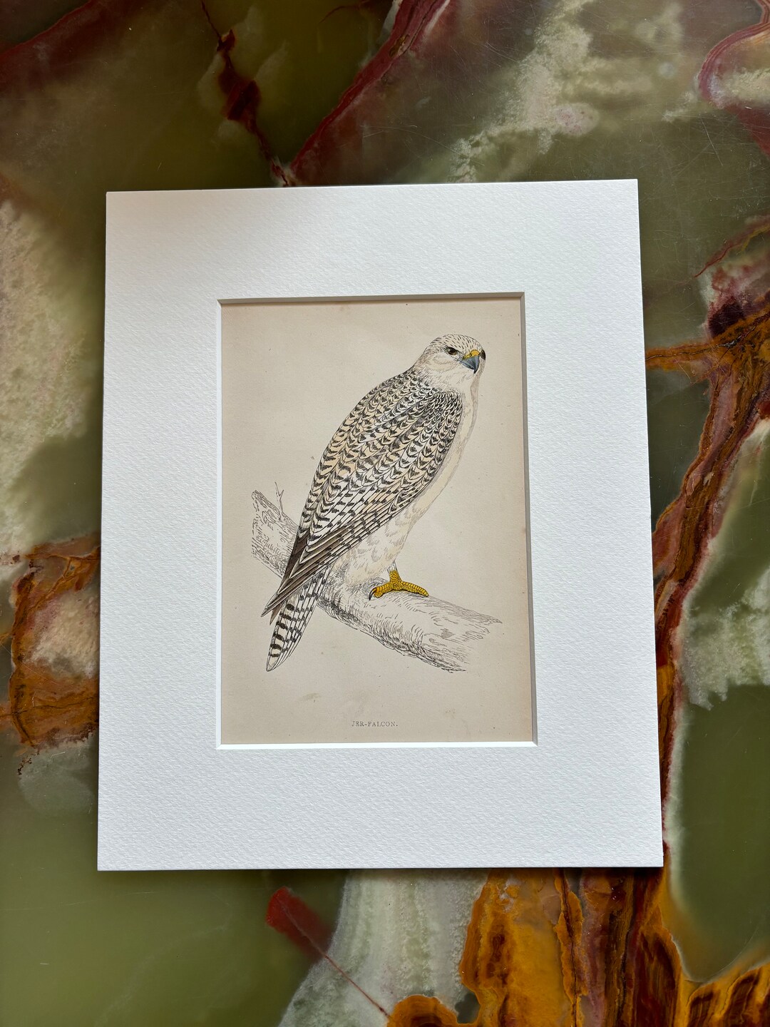 Jer-falcon - English Vintage Original (circa 1850s) Hand Coloured Wood ...