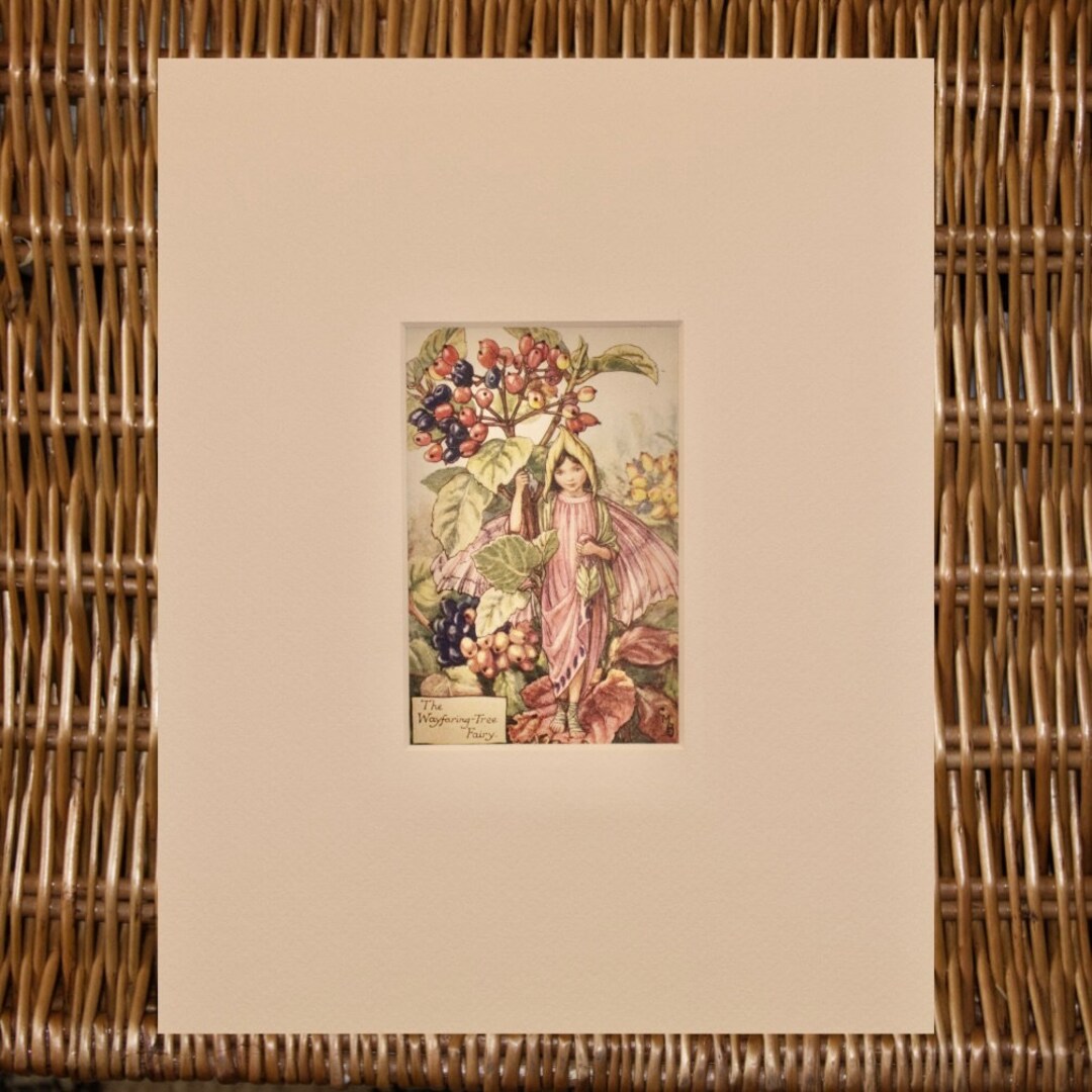The Wayfaring-tree Fairy Vintage Original Print With off-white Art ...
