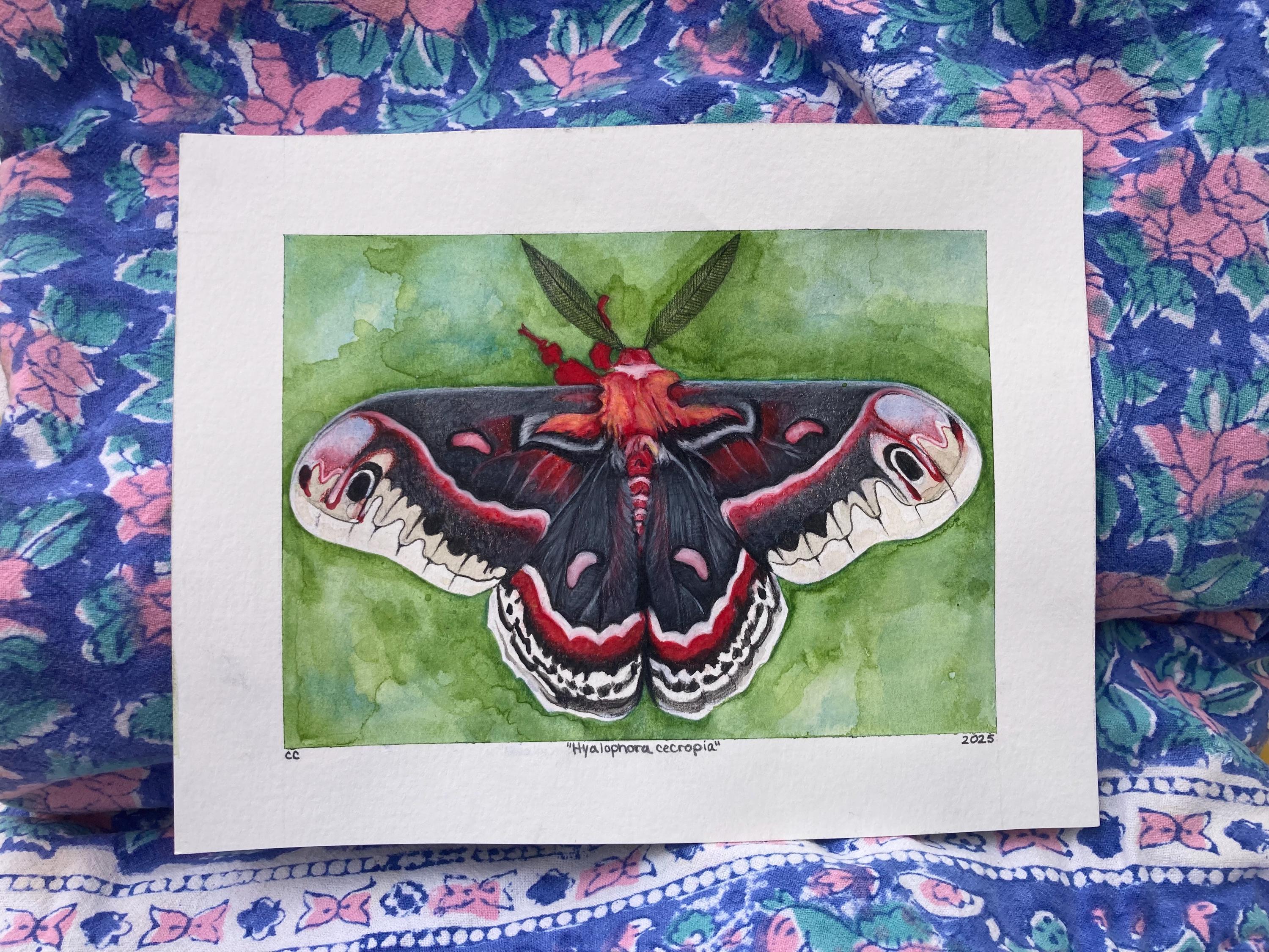 Cecropia Moth Illustration: Original Colored Pencil Drawing - Etsy