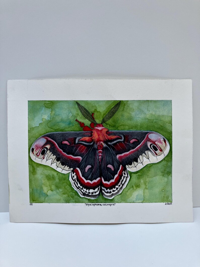 Cecropia Moth Illustration: Original Colored Pencil Drawing - Etsy