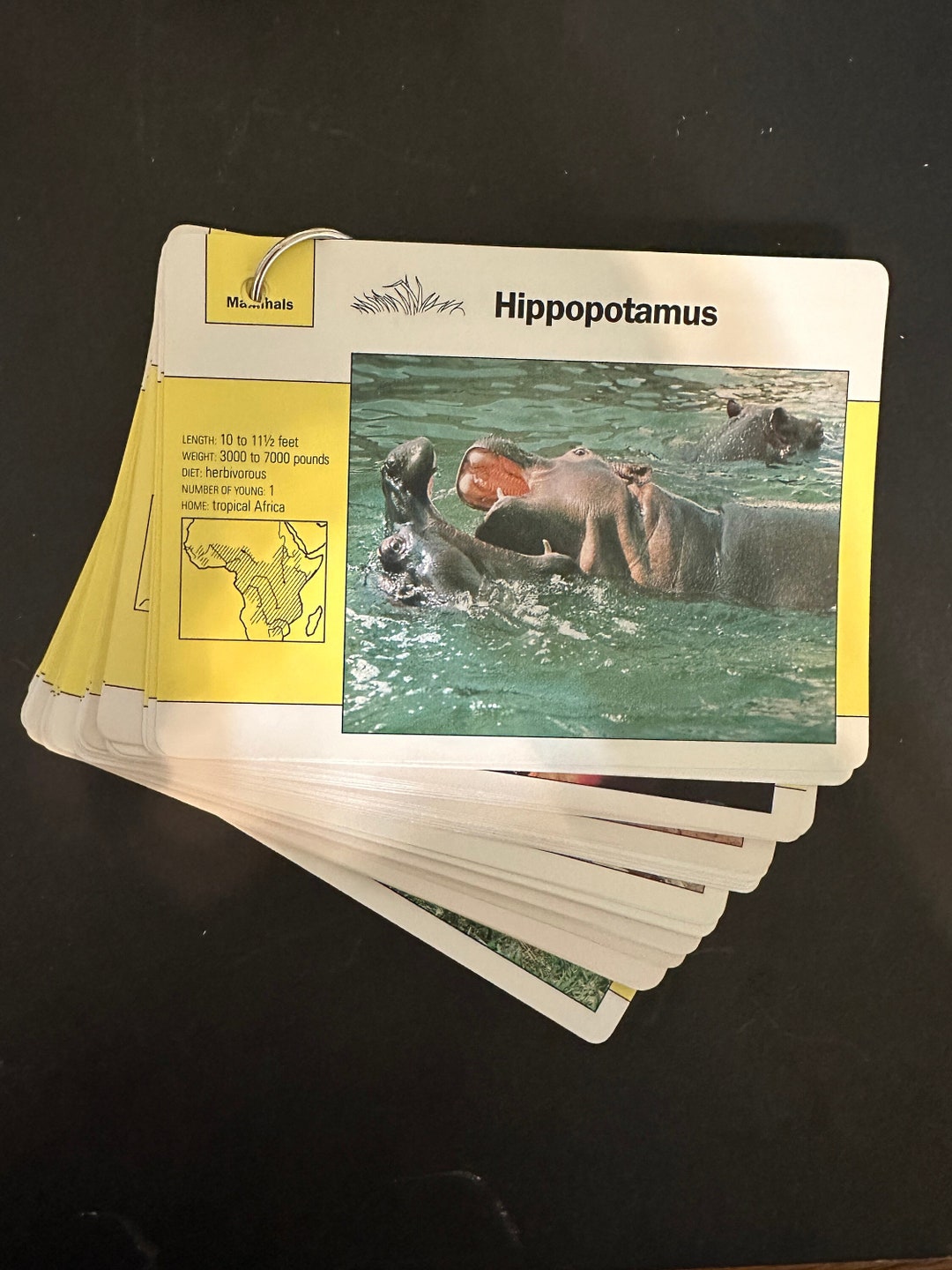 Brain Boost, Animal Fact Cards, Wildlife Adventure, Animal Knowledge - Etsy