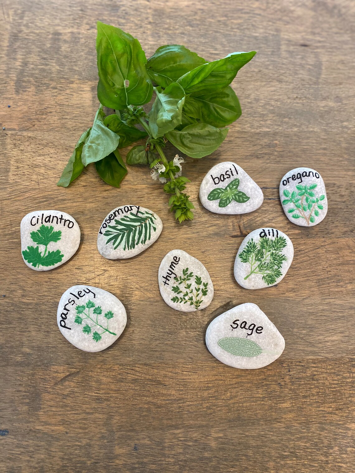 Herb Garden Rocks Hand-painted Set of 8 sage, Thyme, Rosemary, Cilantro ...