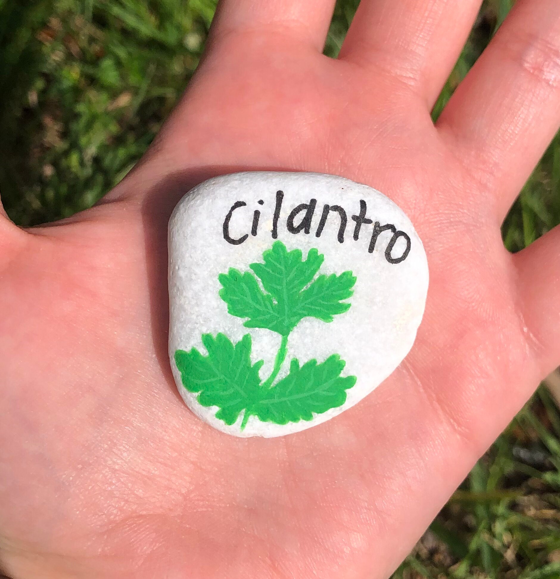 Herb Garden Rocks Hand-painted Set of 8 sage, Thyme, Rosemary, Cilantro ...