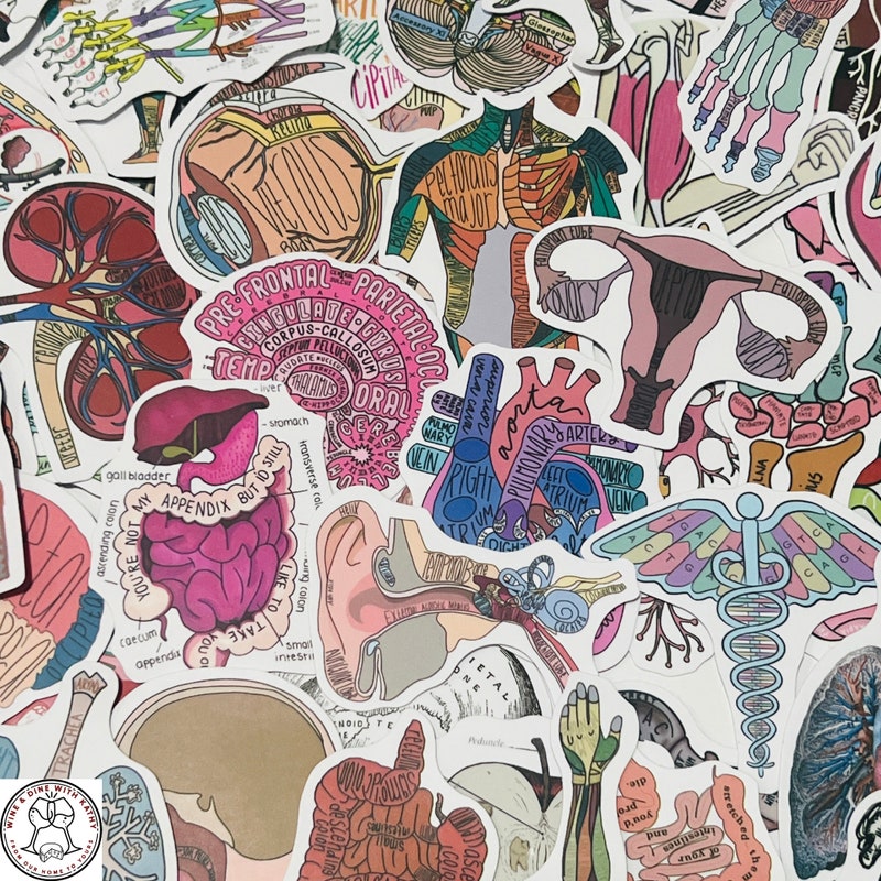 Human Anatomy Sticker - Etsy