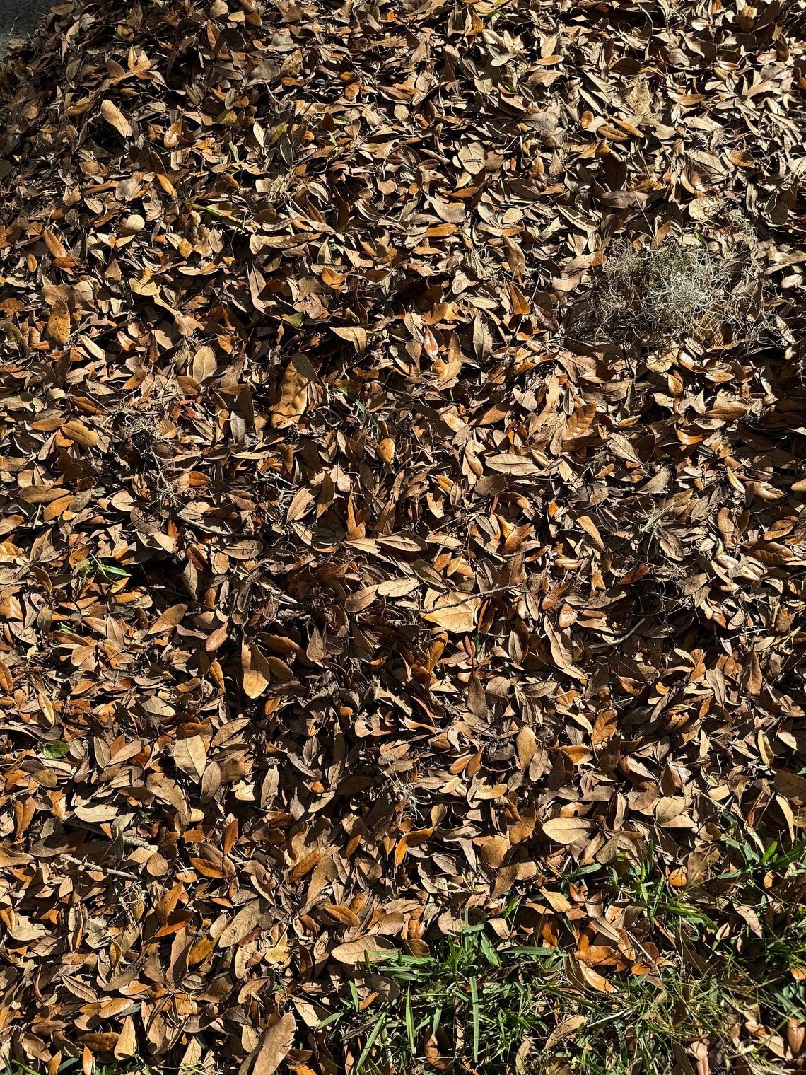 Live Oak Leaf Litter - Etsy