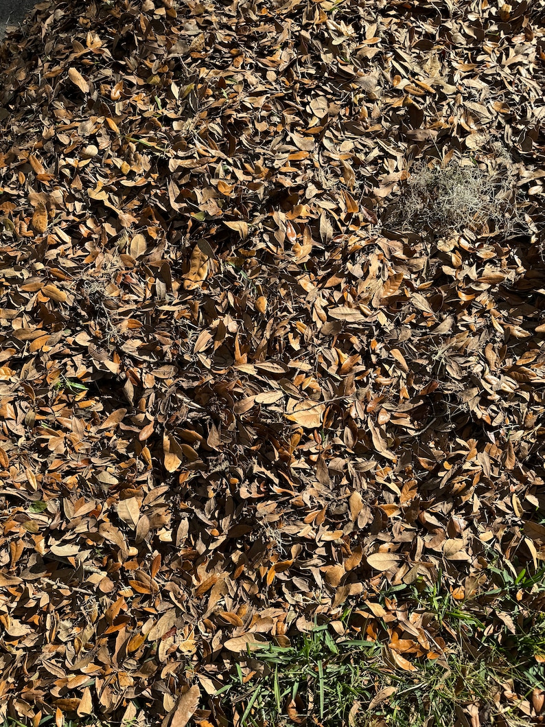 Live Oak Leaf Litter - Etsy