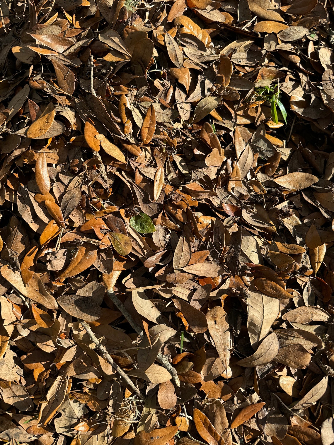 Live Oak Leaf Litter - Etsy