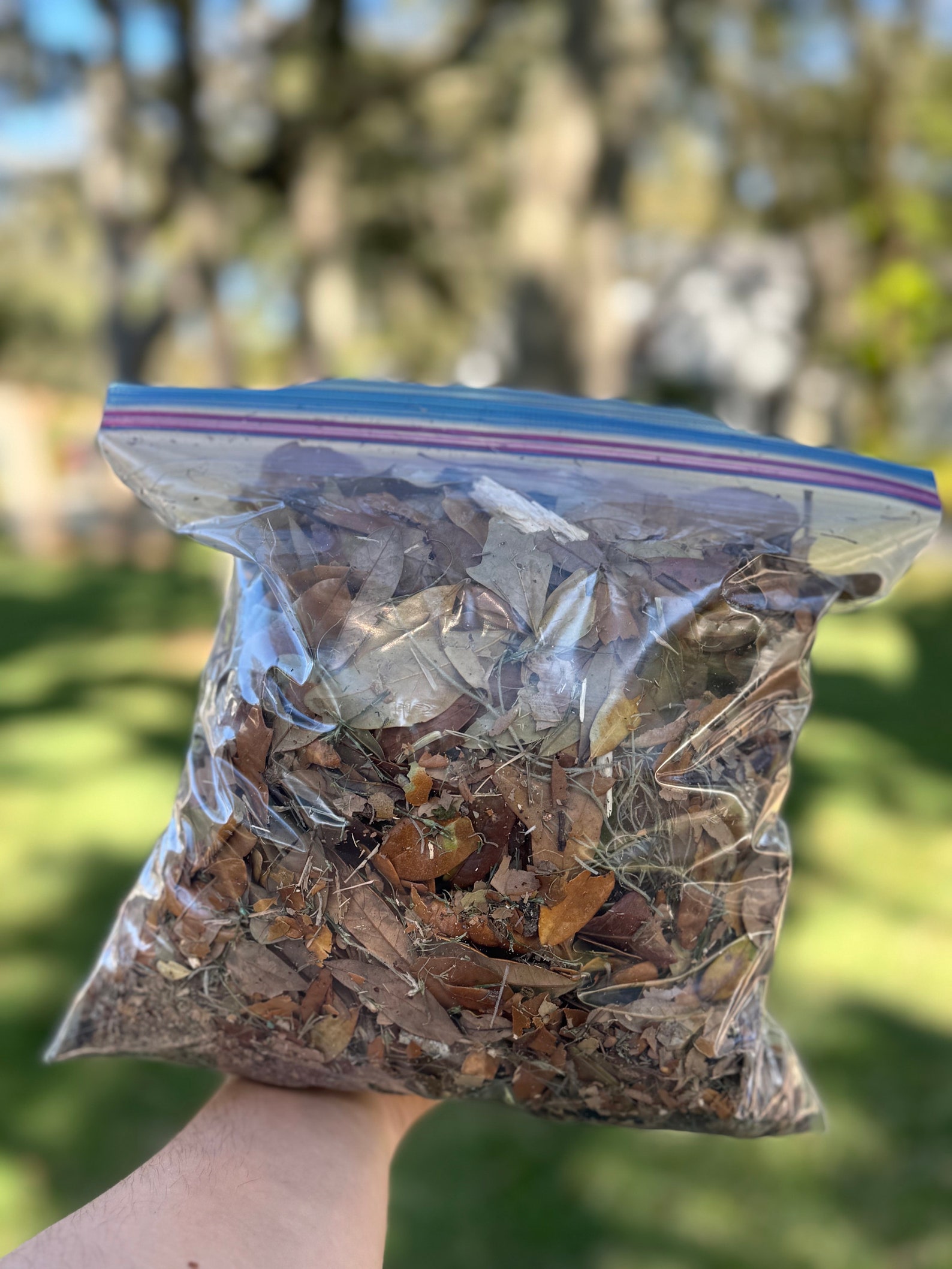 Live Oak Leaf Litter - Etsy