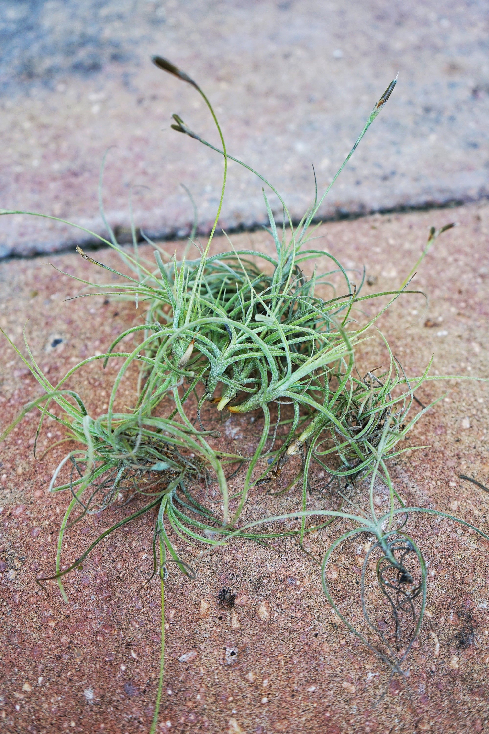 Live Ball Moss Air Plants Tillandsia Recurvata - Etsy