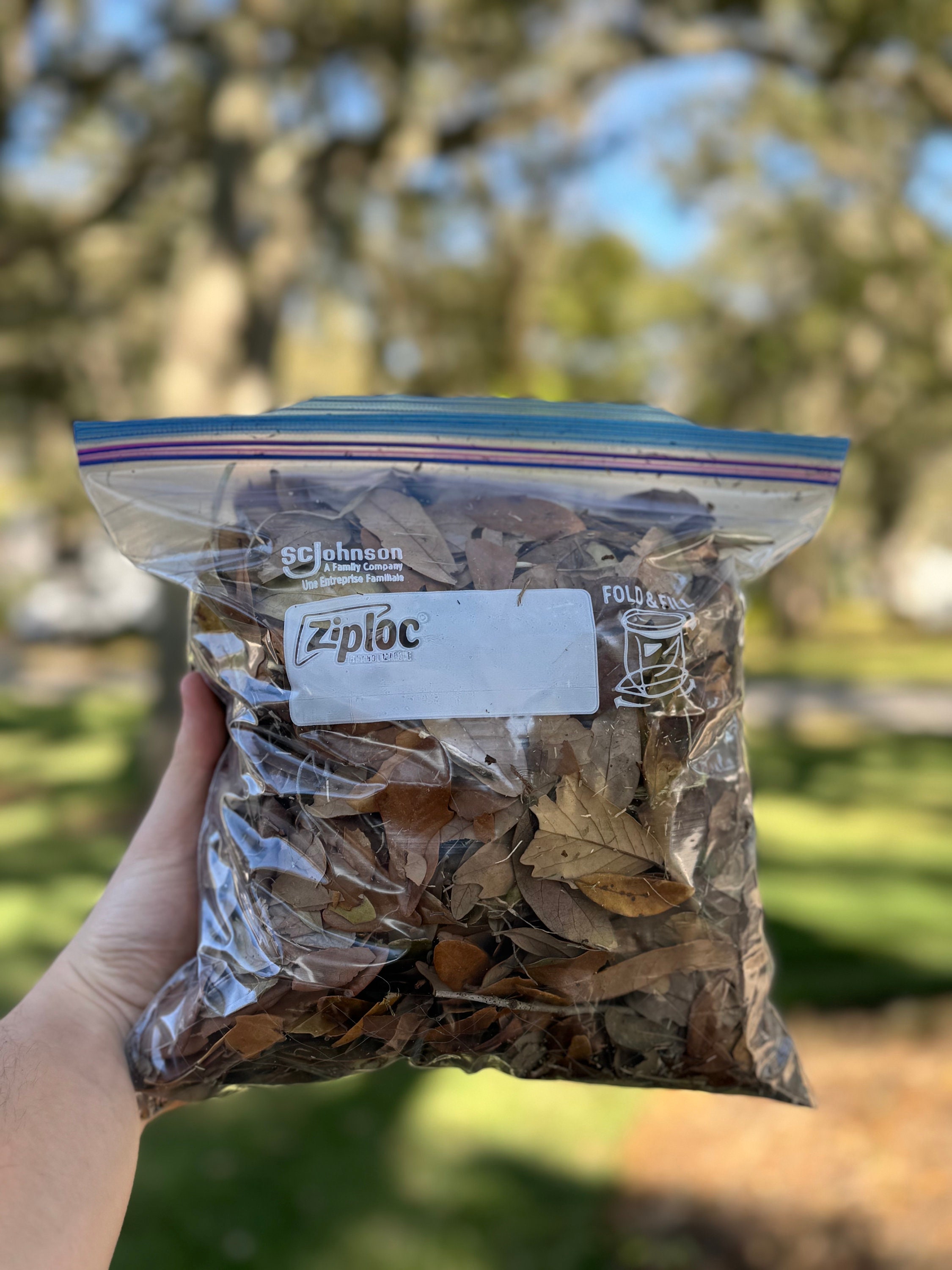 Live Oak Leaf Litter - Etsy