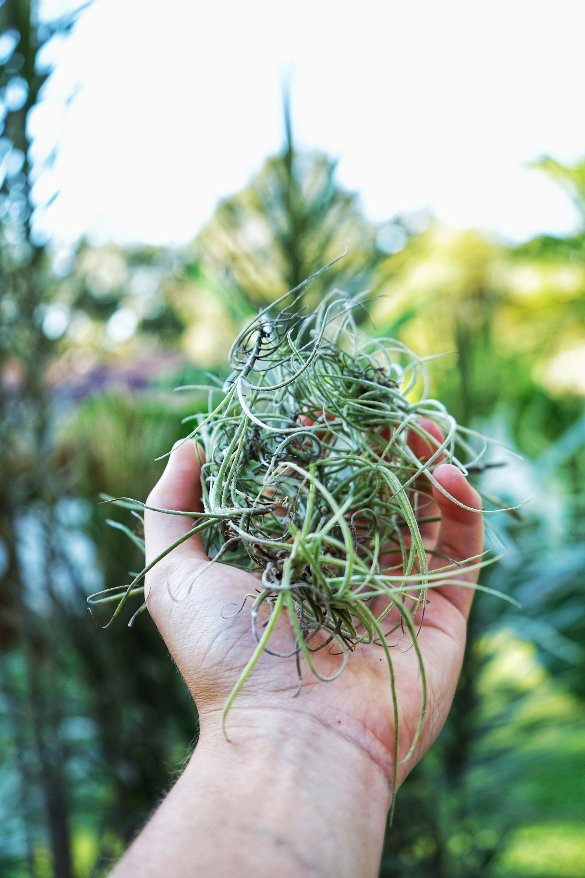 Live Ball Moss Air Plants Tillandsia Recurvata - Etsy