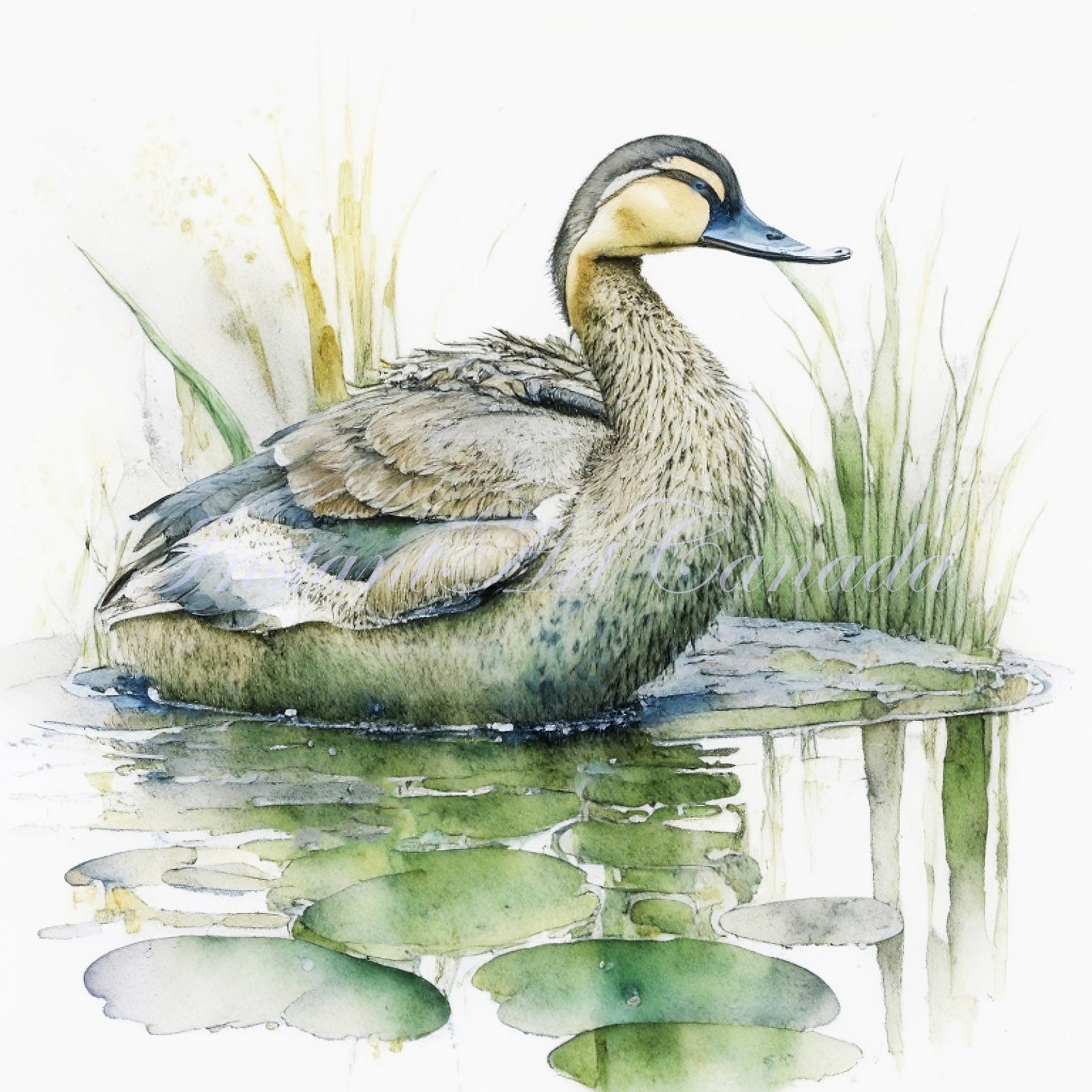 Duck Clipart 5 Pack High Quality Jpgs instant Digital Download - Etsy