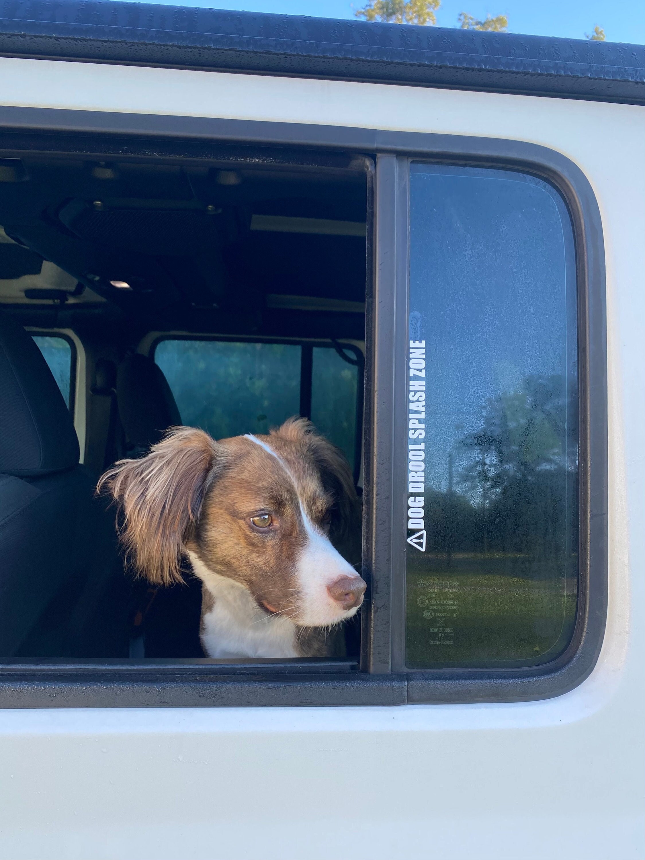 How Do You Get Dog Slobber Out Of Car Windows