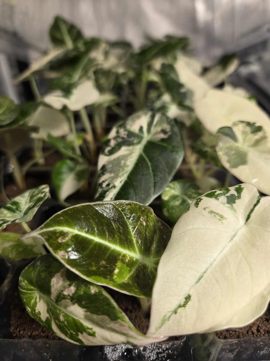 Alocasia Black Velvet Pink Variegated 2.5 - 3 Inches (grower's Choice ...
