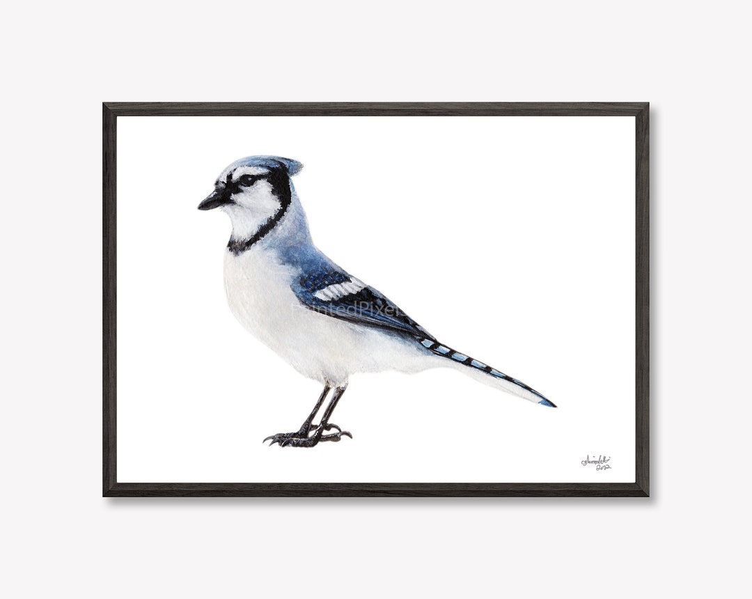 8.5x11 Print Blue Jay Original Watercolour Painting Also Available as ...