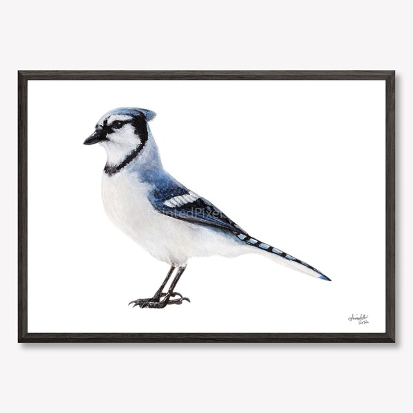 Blue Jay Print - Etsy