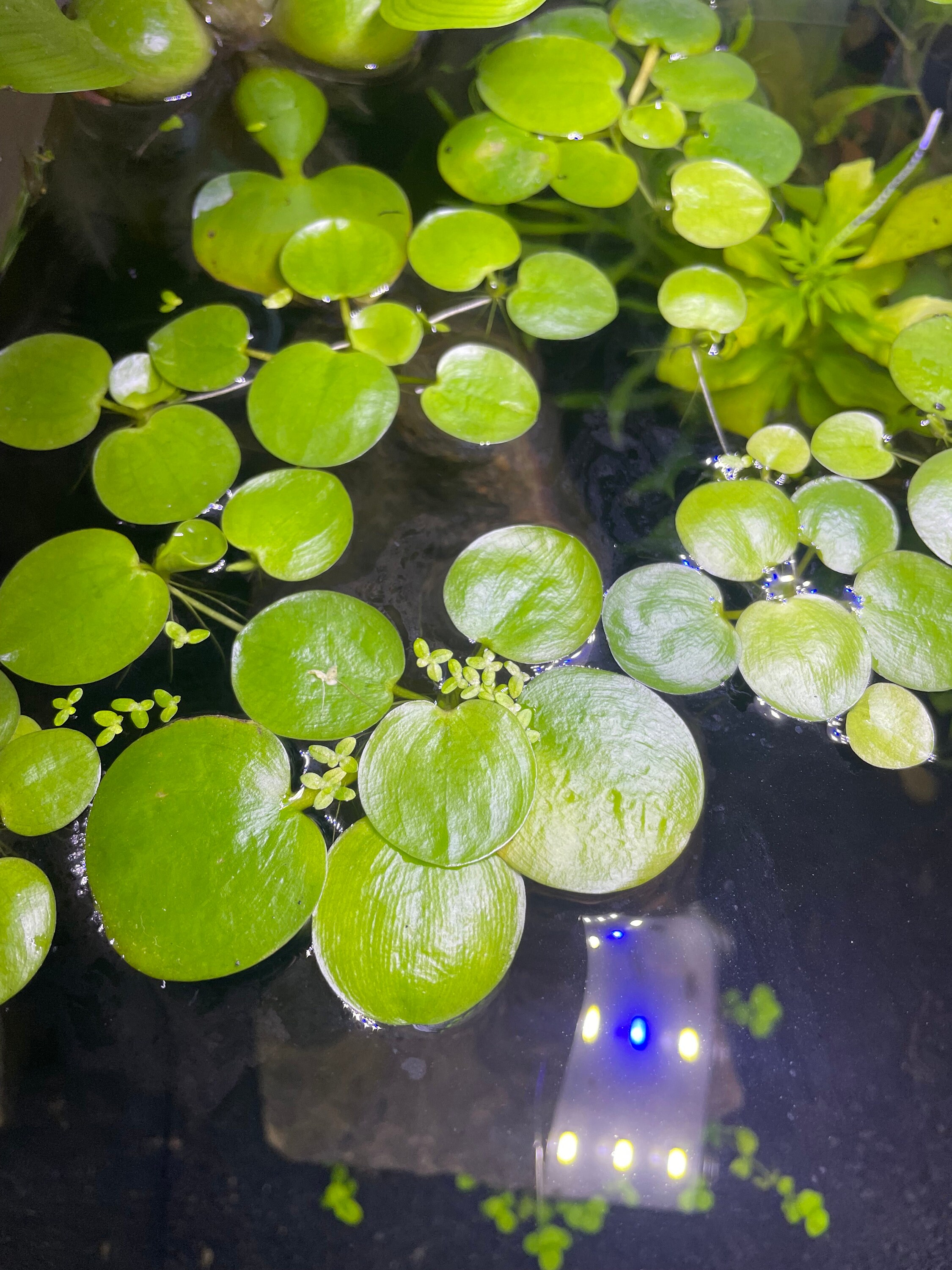 Frogbit Aquarium Plant