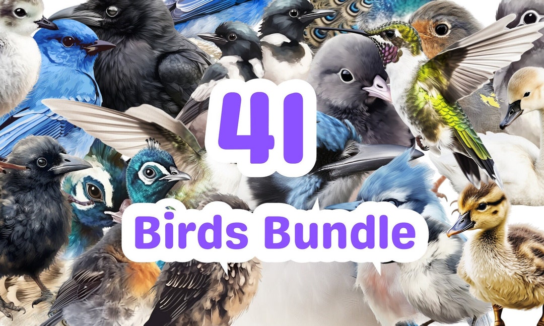 Birds Clipart Bundle - Etsy