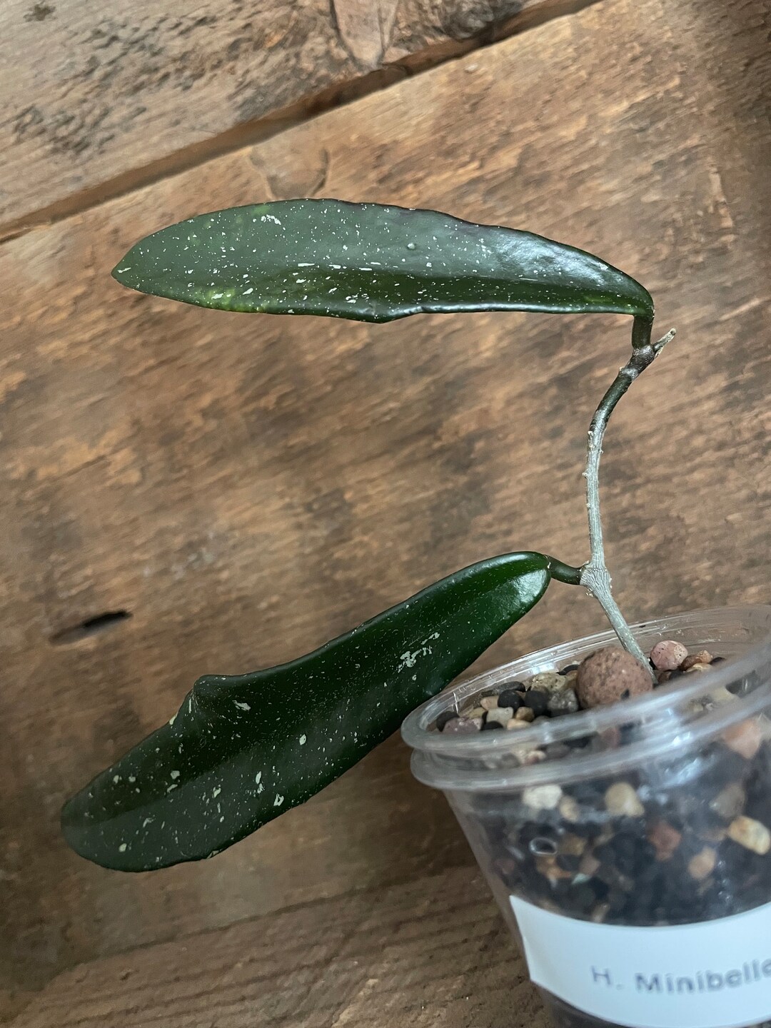 Hoya Minibelle - Etsy